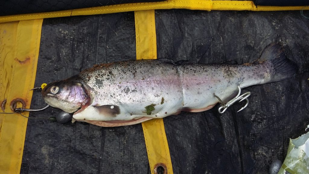 SILURE : TECHNIQUE DE LA PIERRE AU POISSON MORT – Piscarius