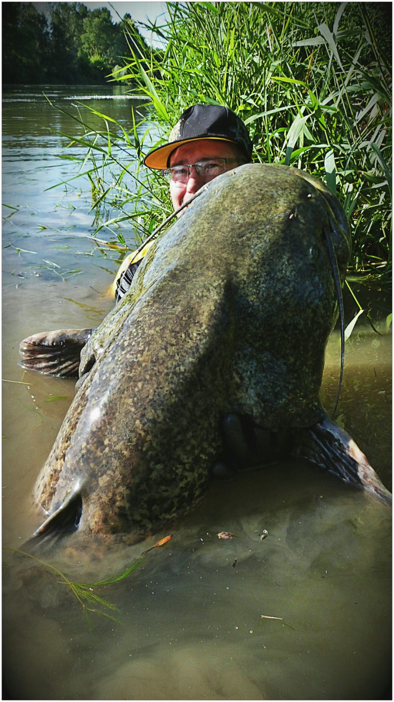 SILURE : TECHNIQUE DE LA PIERRE AU POISSON MORT – Piscarius