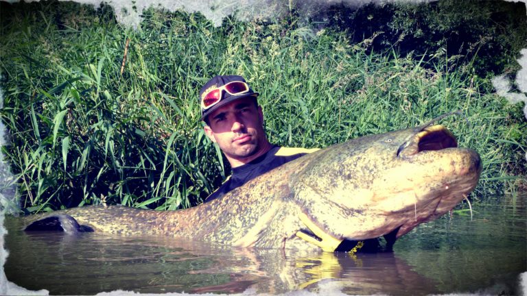 SILURE : TECHNIQUE DE LA PIERRE AU POISSON MORT – Piscarius