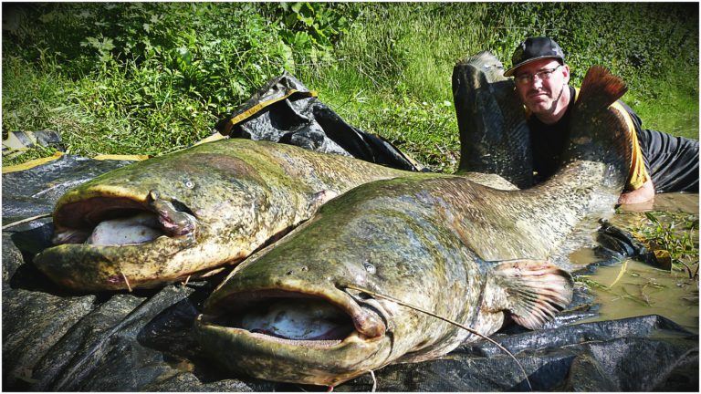 SILURE : TECHNIQUE DE LA PIERRE AU POISSON MORT – Piscarius
